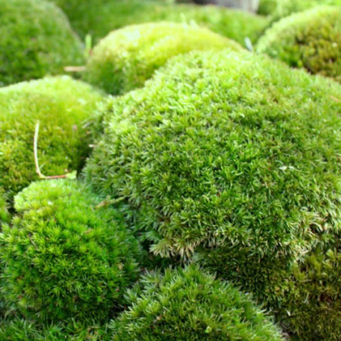 Preserved Bun Moss - Moss green colour